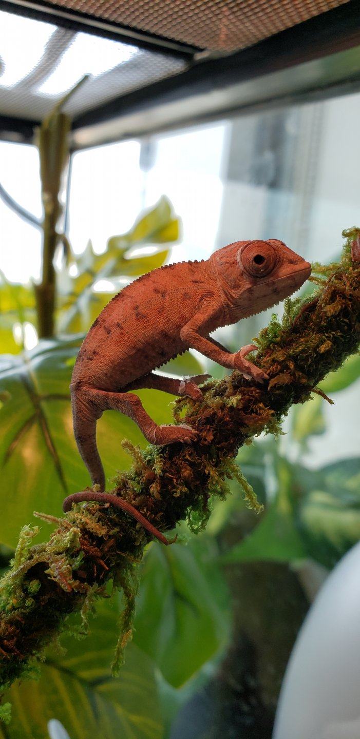Help Identifying Panther Chameleon Sex Chameleon Forums