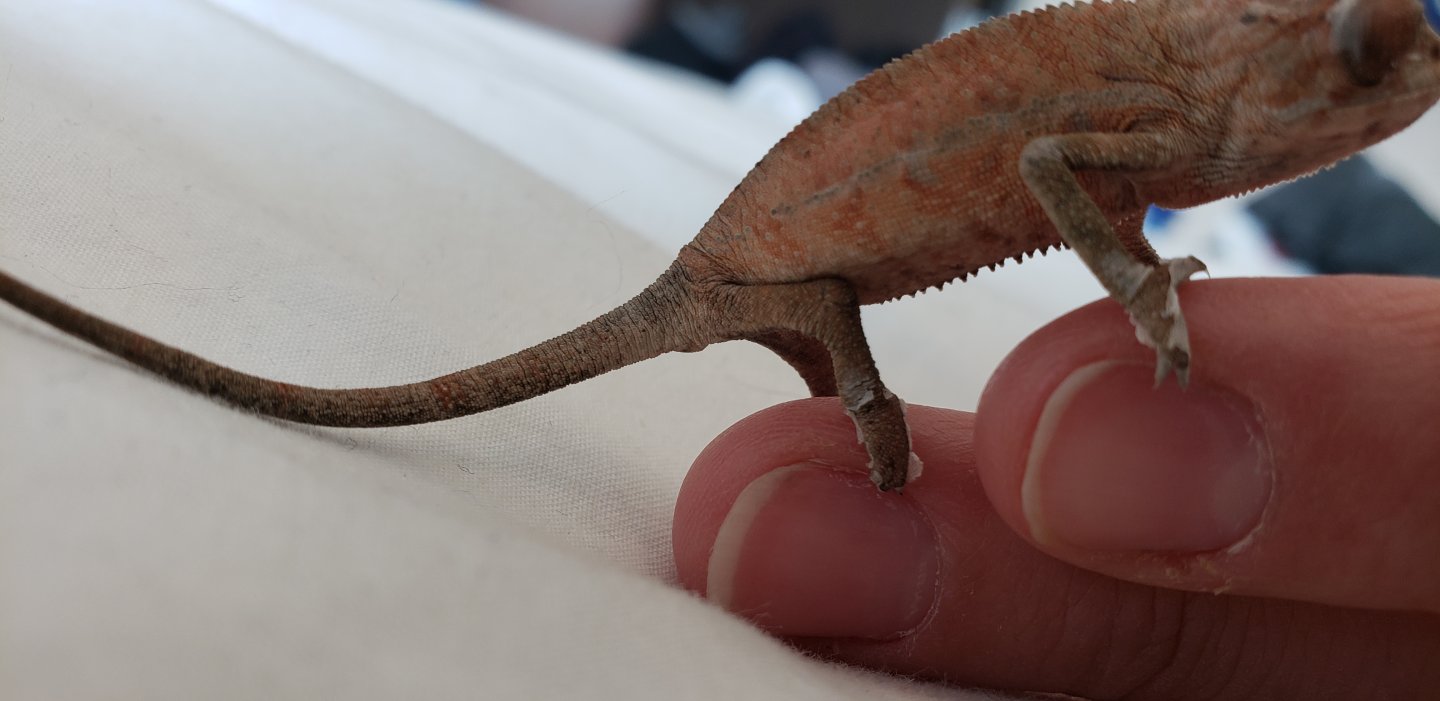 Help Identifying Panther Chameleon Sex Chameleon Forums