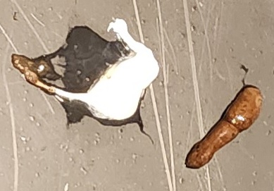 Metronidazole- blood before urate/poop | Chameleon Forums