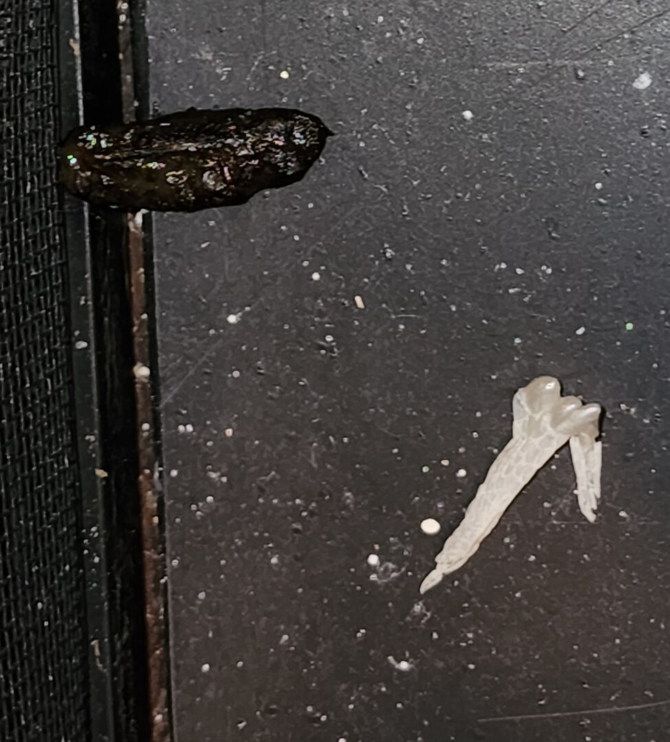 Metronidazole- blood before urate/poop | Chameleon Forums