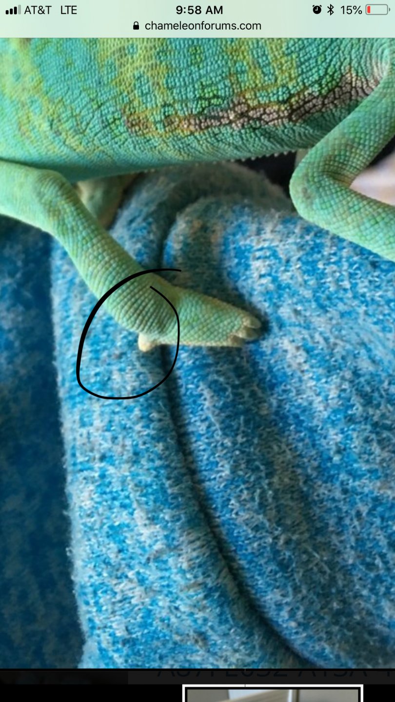 What Sex Is My Chameleon Chameleon Forums