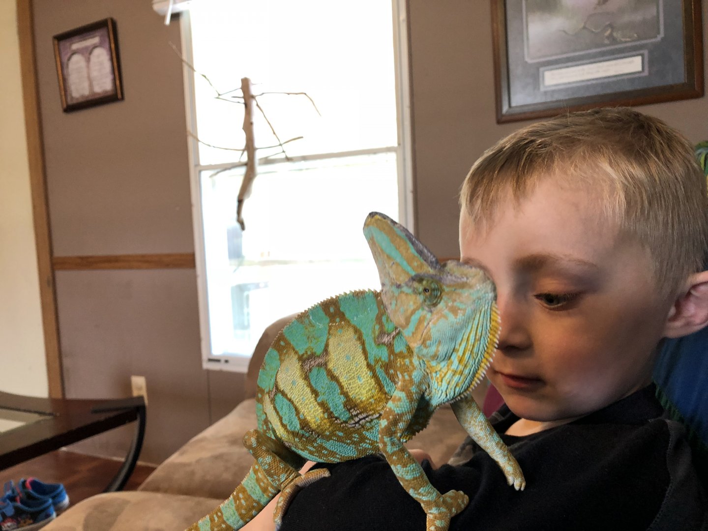 What Sex Is My Chameleon Chameleon Forums