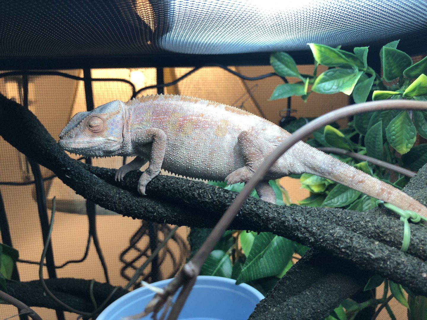 Plz Help With Agesex Panther Cham Chameleon Forums