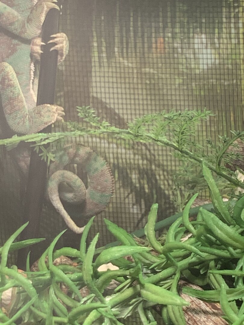 Help My Chameleons Tail Is Flat What Do I Do Chameleon Forums