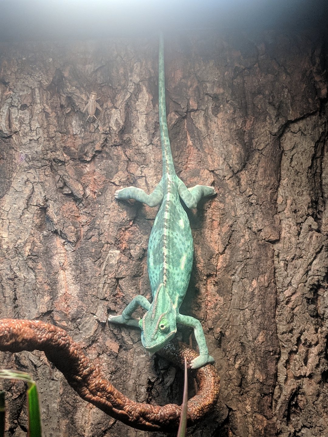 Still Unsure About Sex Of Veiled Chameleon Chameleon Forums