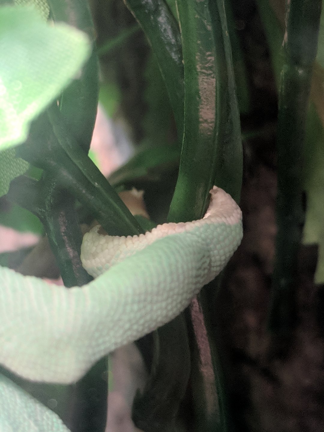 Still Unsure About Sex Of Veiled Chameleon Chameleon Forums