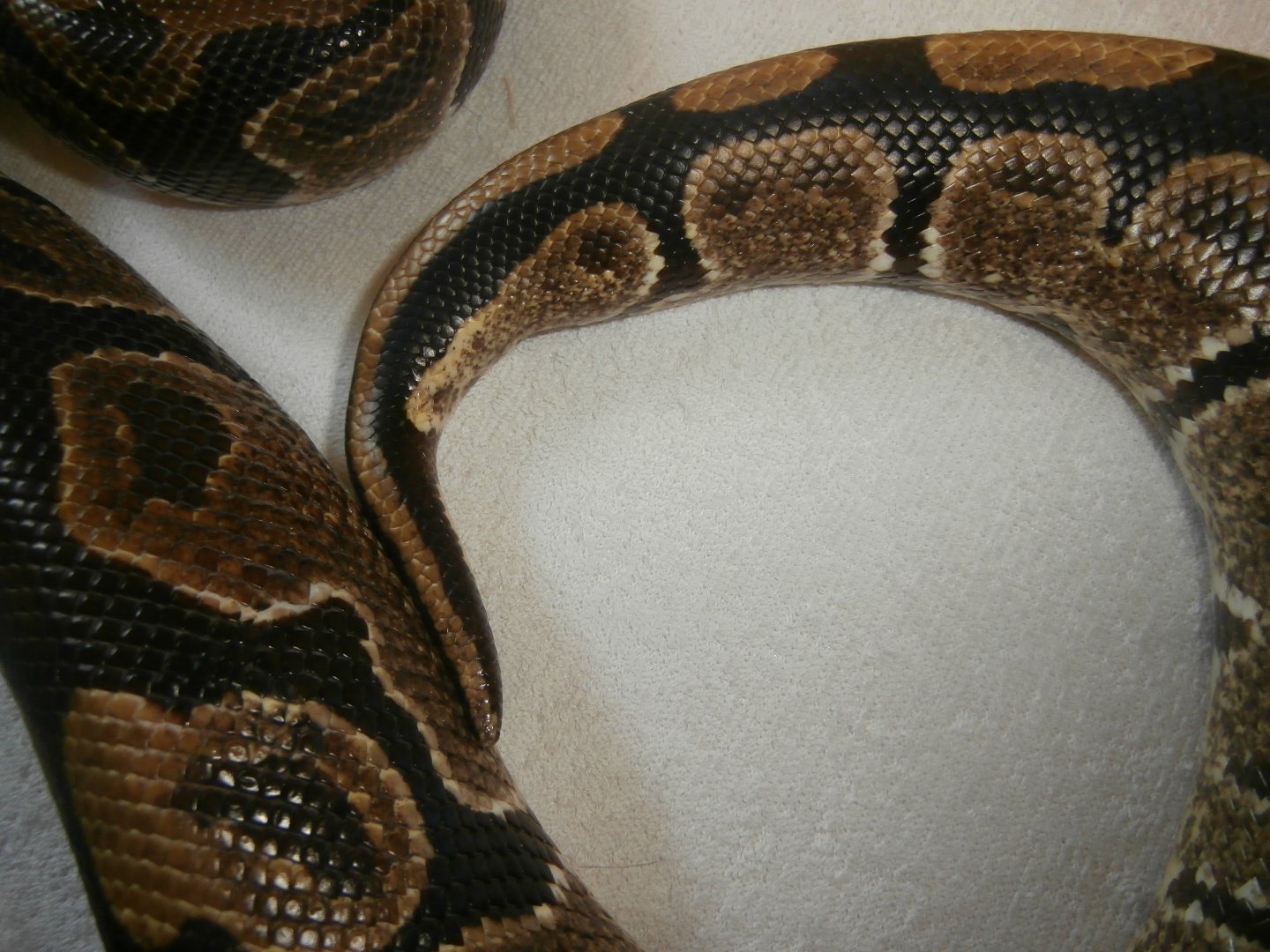 Ball Python Male Or Female Chameleon Forums