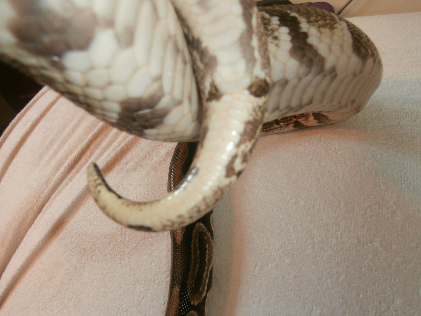 Ball Python Male Or Female Chameleon Forums