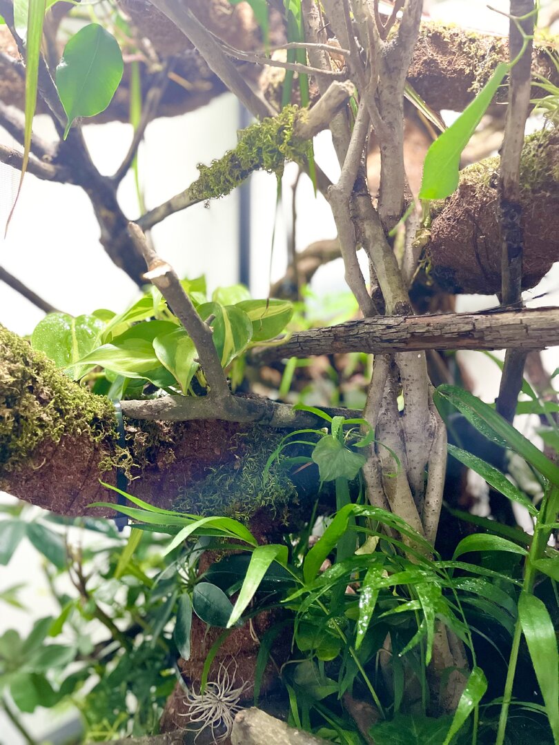 Creating a Chameleon Paradise: A Comprehensive Guide to Setting Up a ...