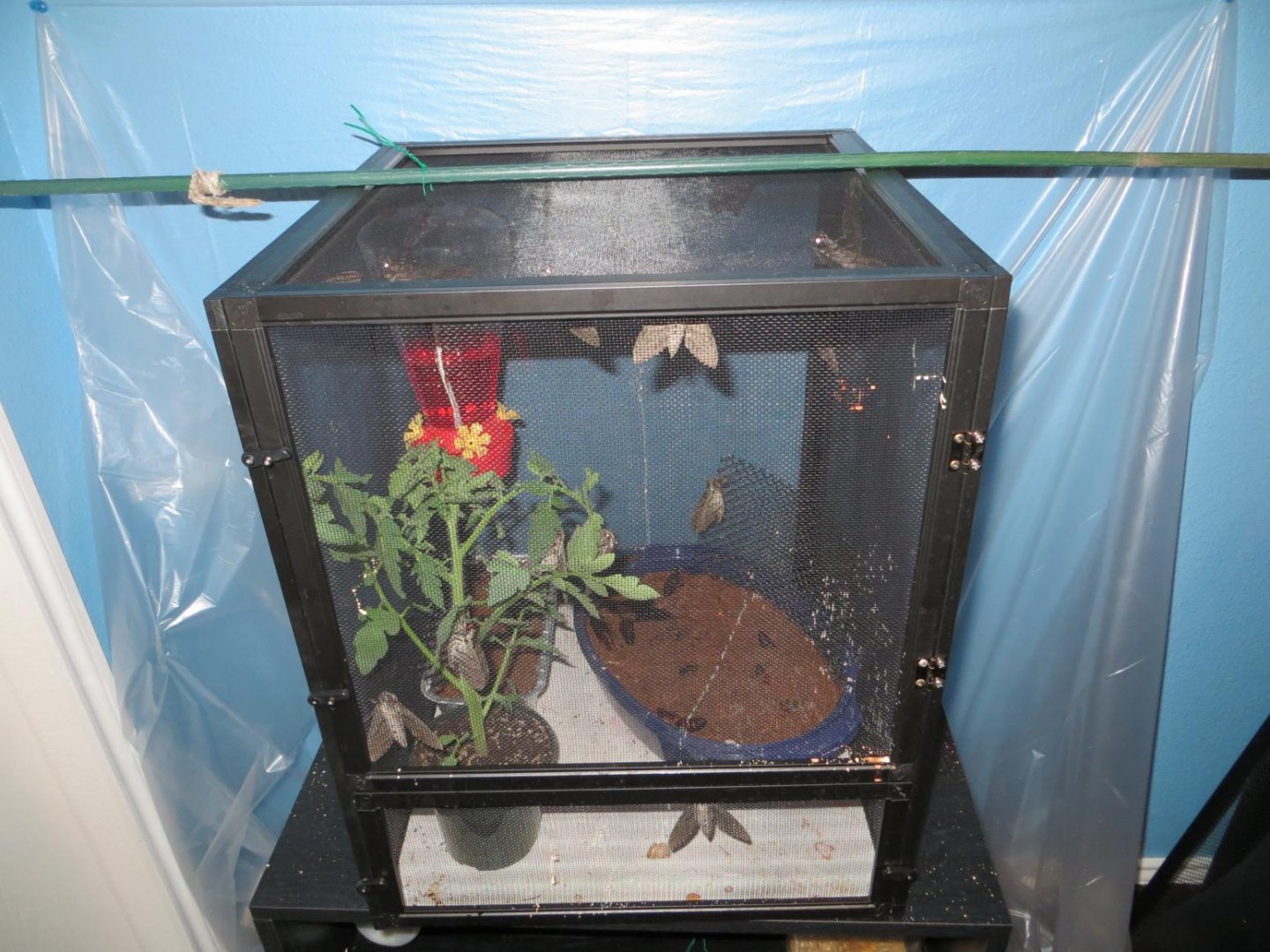 Hornworm Moth set up and care | Chameleon Forums