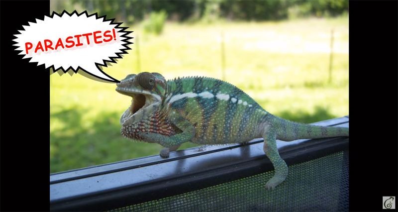 How to Do your Own FECAL FLOAT - VIDEO | Chameleon Forums