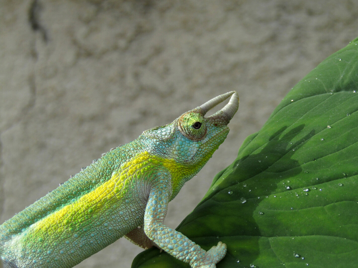 Jackson's Chameleon Articles and Studies | Chameleon Forums