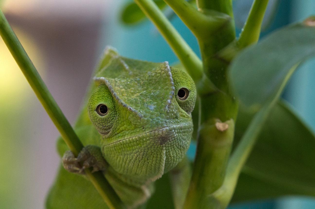 The Chameleon Virus | Chameleon Forums
