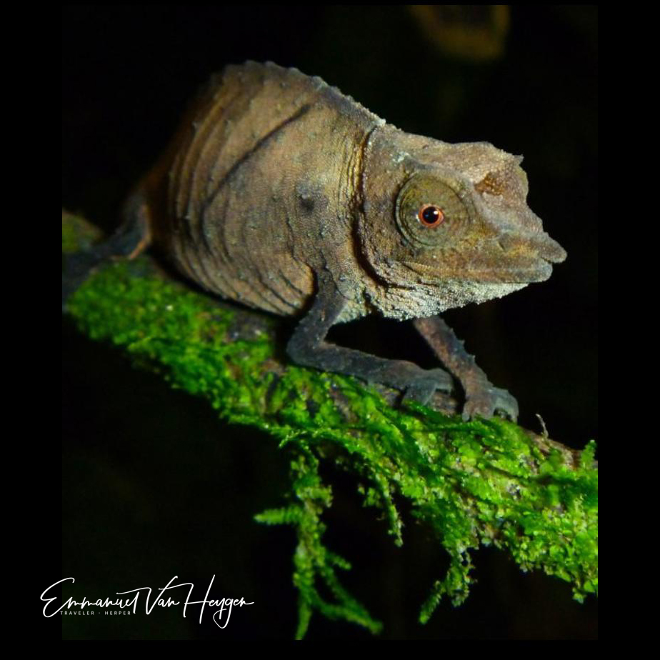 World Chameleon Species Tour: Rhampholeon spectrum | Chameleon Forums