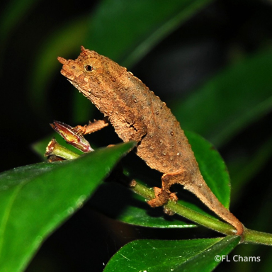 Rhampholeon (Rhampoleon) spectrum | Chameleon Forums