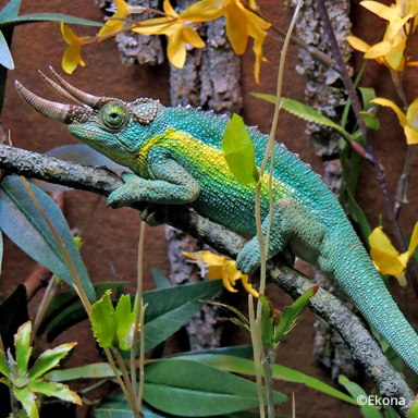 Trioceros jacksonii jacksonii | Chameleon Forums