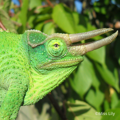 Trioceros jacksonii xantholophus | Chameleon Forums