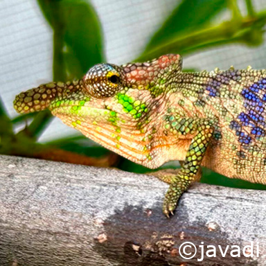 Calumma fallax | Chameleon Forums