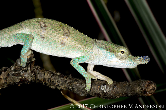 Calumma linotum | Chameleon Forums