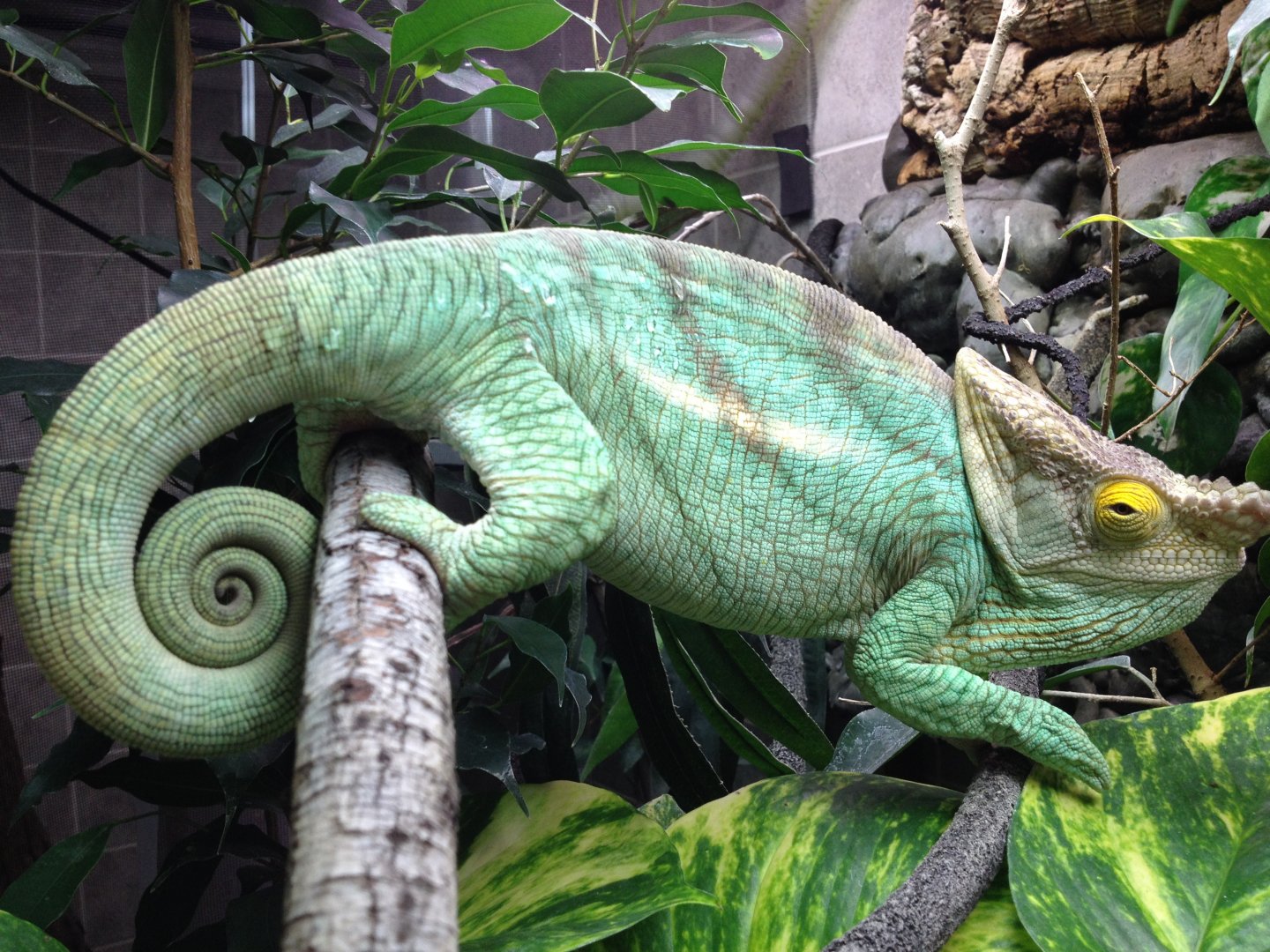 Angry lizard. | Chameleon Forums