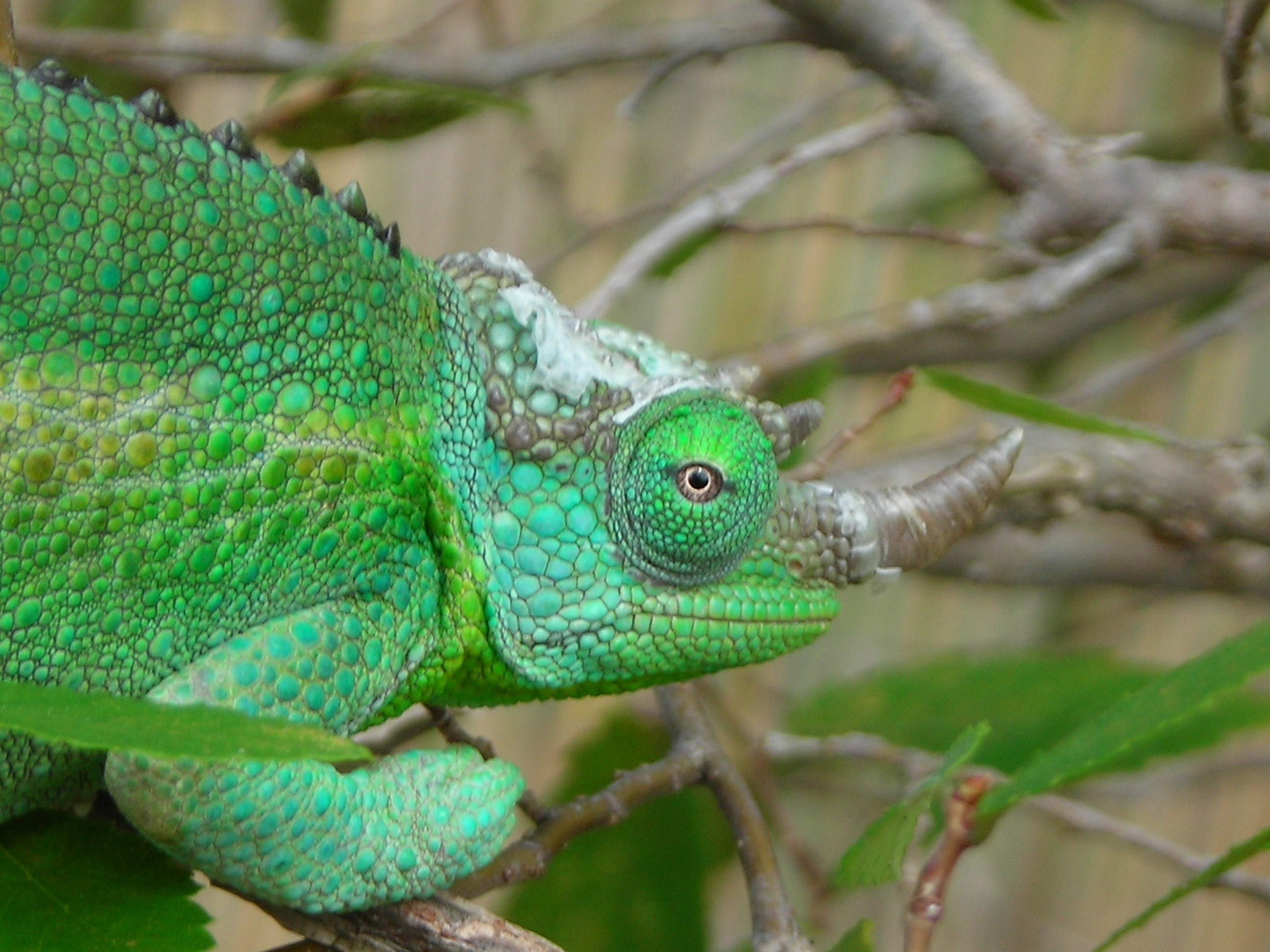 Female Trioceros Jacksonii Jacksonii | Chameleon Forums