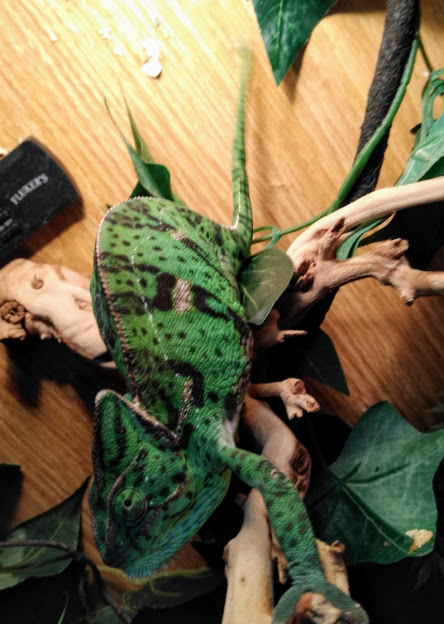 Female Veiled Chameleon | Chameleon Forums