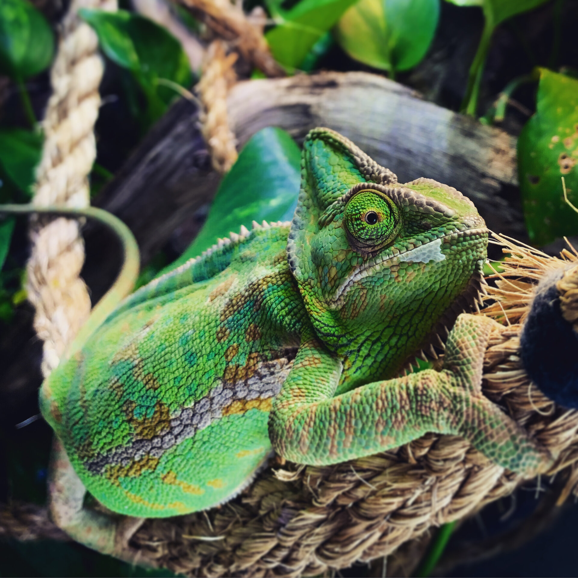 Juniper the veiled chameleon | Chameleon Forums