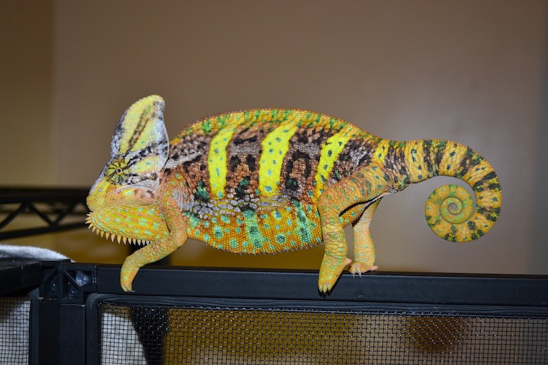 Luke Aka Puke | Chameleon Forums