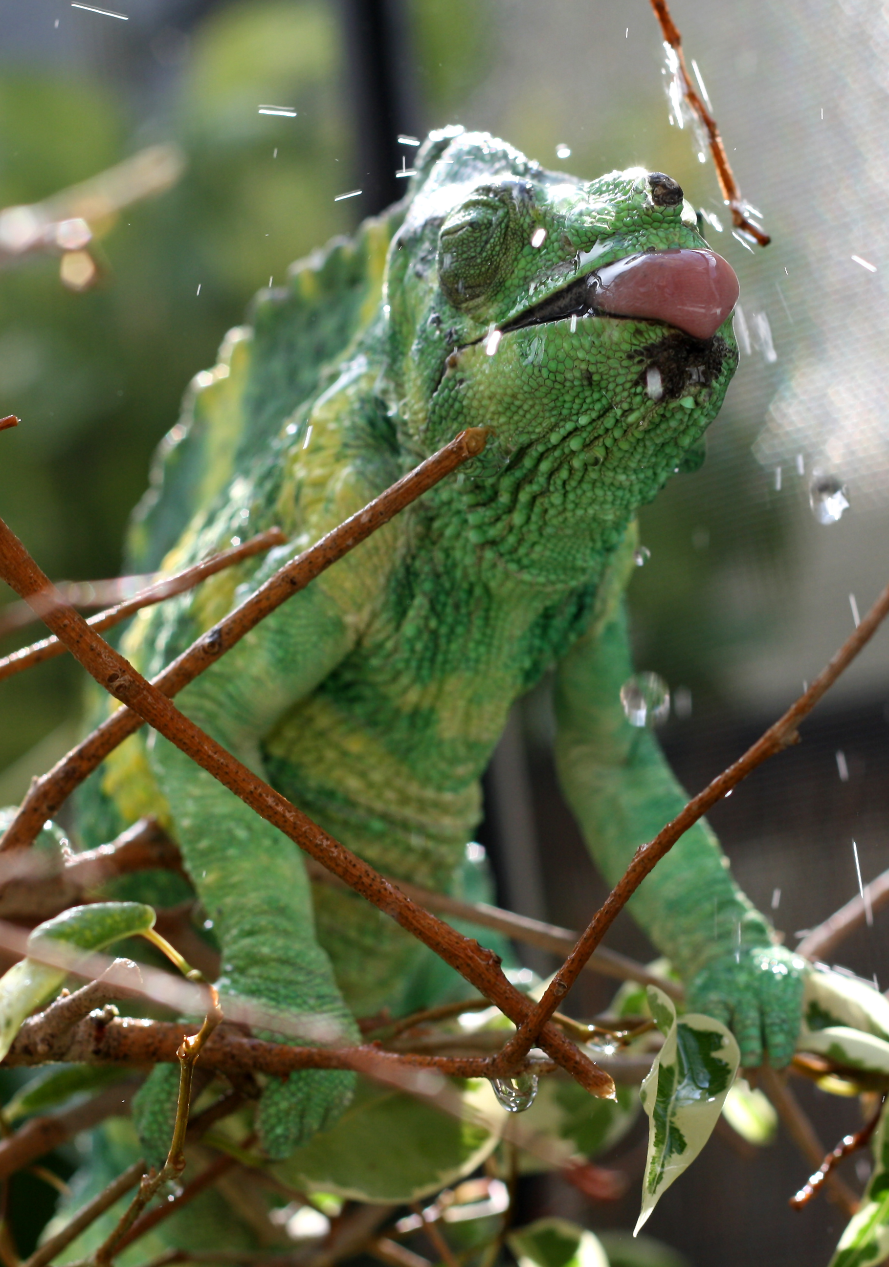 Mellers Certainly Love Water Chameleon Forums