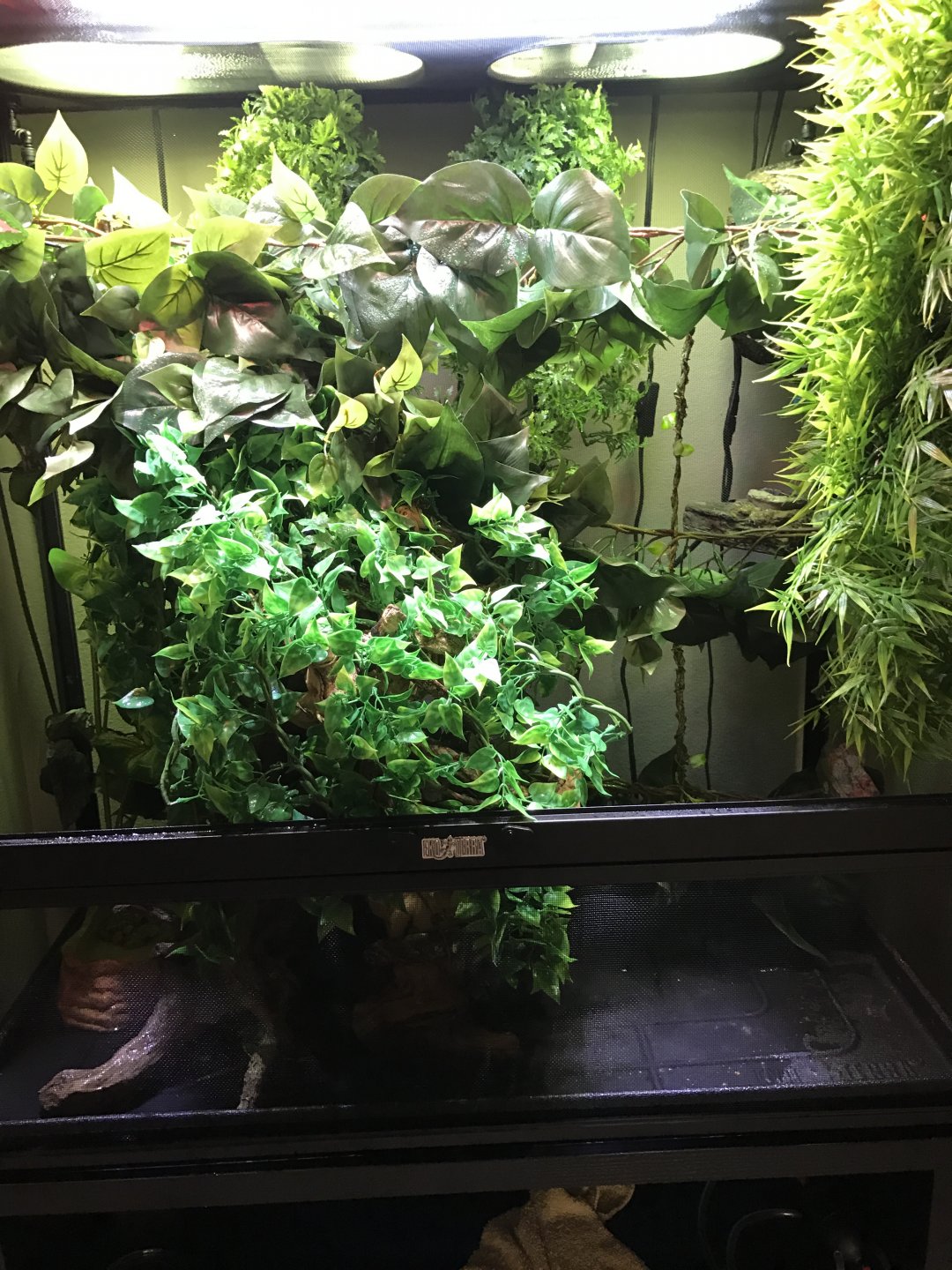 Mini Jungle Complete Chameleon Forums