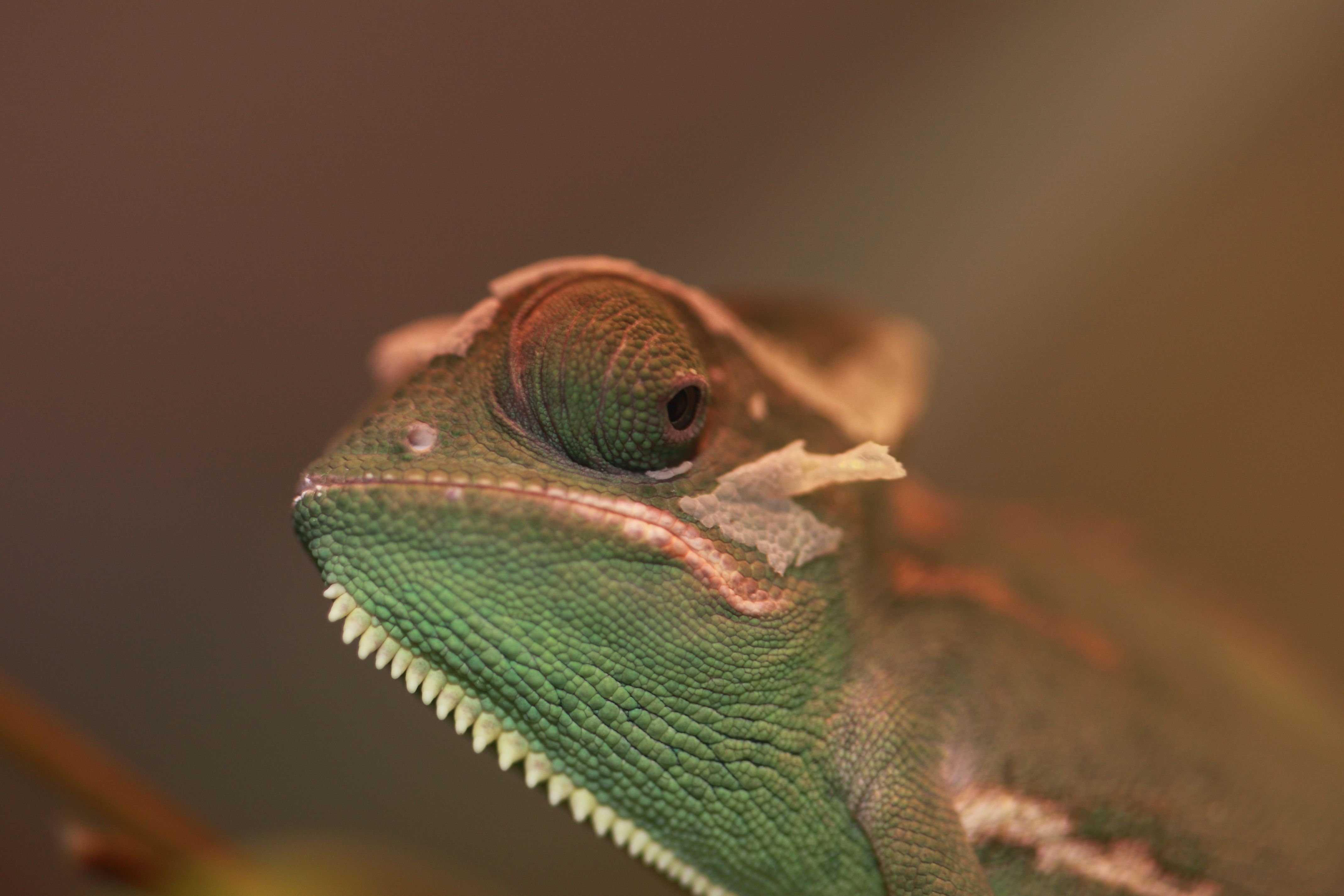 Shedding Chameleon Forums