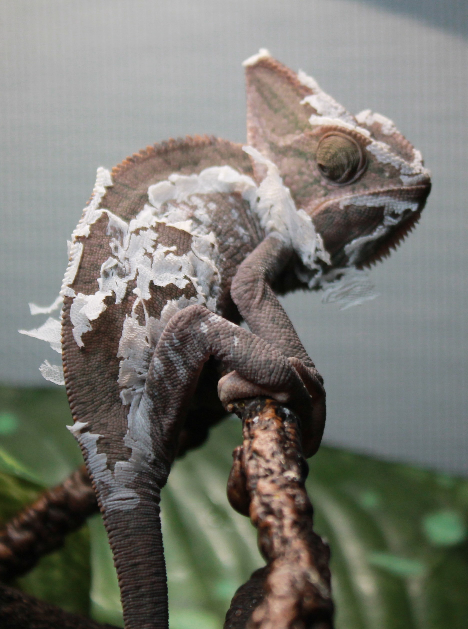 Shedding | Chameleon Forums