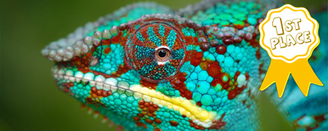 Chameleon Forums