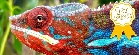 Chameleon Forums