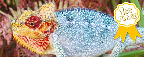 Chameleon Forums